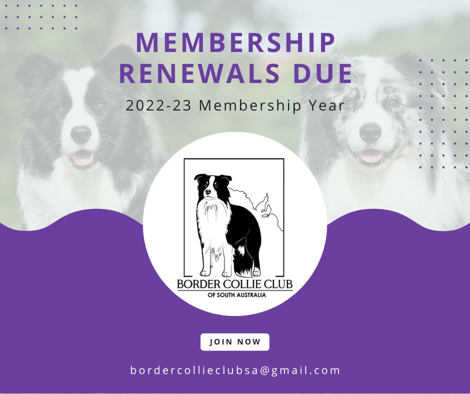 Border Collie Club of South Australia Inc. - Home